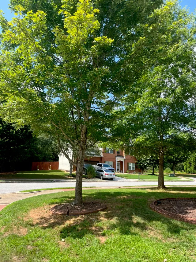 Tree Planting – Tree Squad